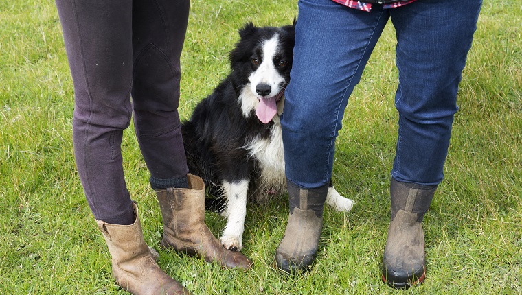 Why Does My Dog Lean On Me? - DogTime