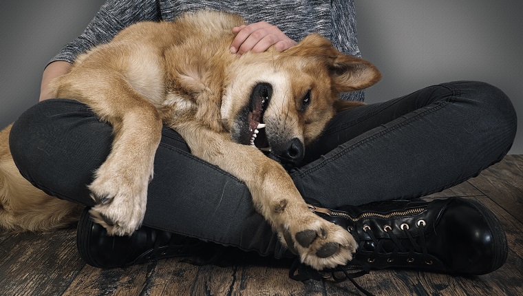Why Does My Dog Lean On Me? - DogTime