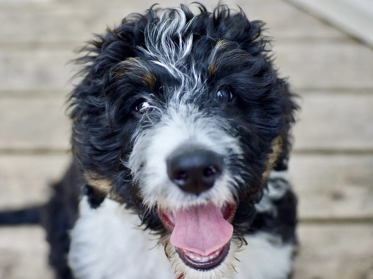Bernedoodle Dog Breed Information & Characteristics