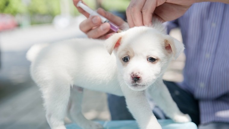 Adenovirus 1 In Dogs: Symptoms, Causes, & Treatments - DogTime