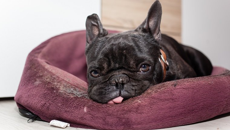 Low Blood Albumin In Dogs: Symptoms, Causes, & Treatments - DogTime