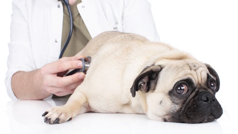 Low Blood Albumin In Dogs: Symptoms, Causes, & Treatments - DogTime