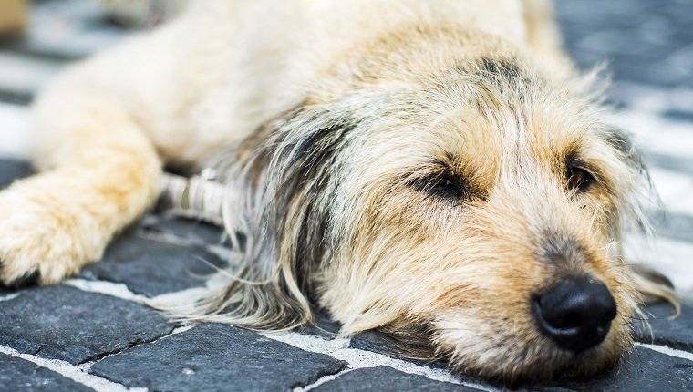 Azotemia (High Blood Nitrogen Levels) In Dogs: Symptoms, Causes ...