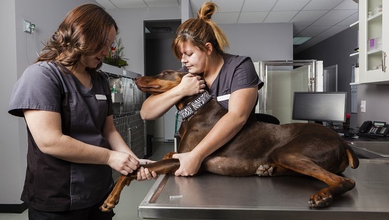 Azotemia (High Blood Nitrogen Levels) In Dogs: Symptoms, Causes ...