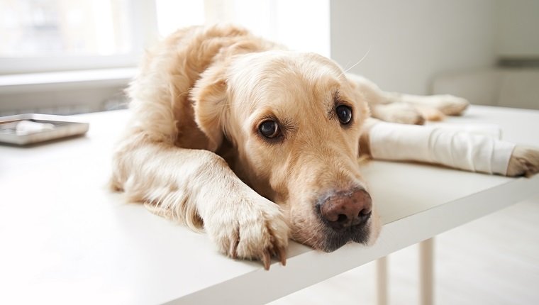 Bone Cancer In Dogs: Symptoms, Causes, & Treatments - DogTime