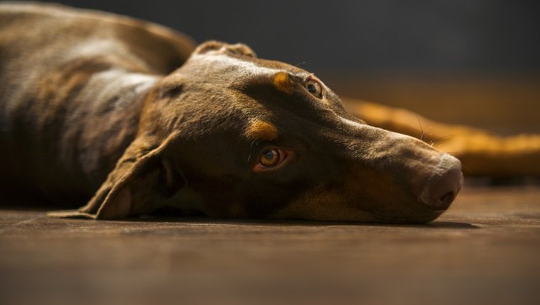 Brain Tumors In Dogs: Symptoms, Causes, & Treatments - DogTime