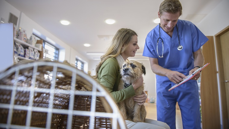 Top 5 Steps To Take When Choosing A Good Vet - DogTime