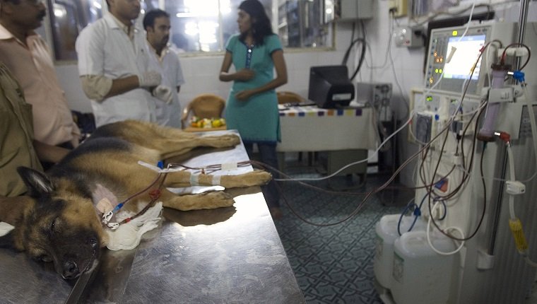 Renal (Kidney) Failure In Dogs: Symptoms, Causes, & Treatments - DogTime