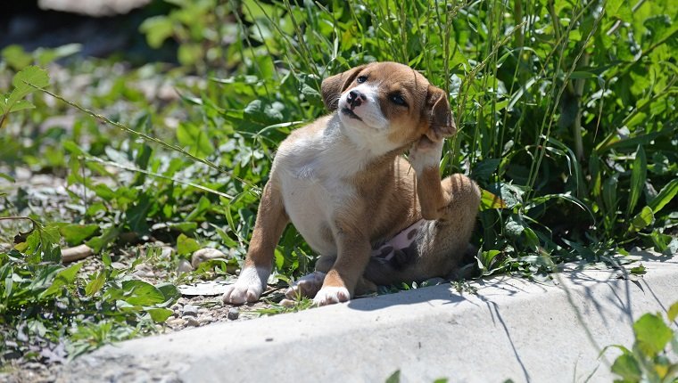 Cyproheptadine For Dogs: Uses, Dosage, & Side Effects - DogTime