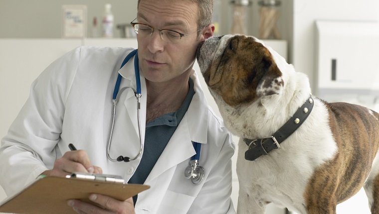 Cyproheptadine For Dogs: Uses, Dosage, & Side Effects - DogTime