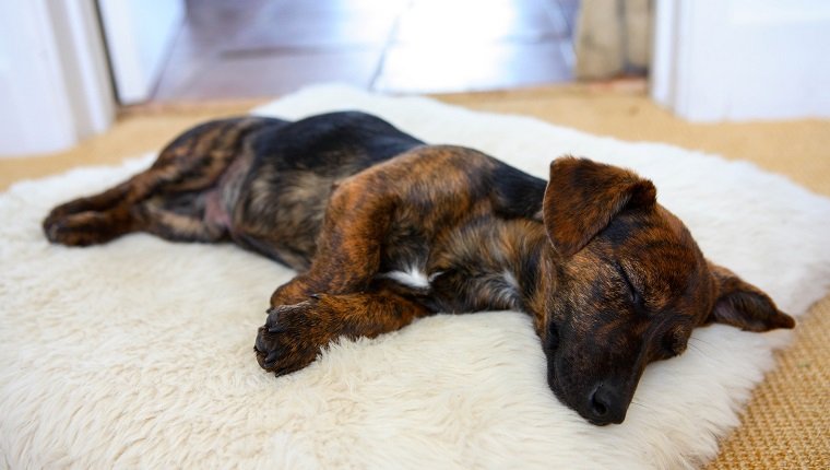 Cyproheptadine For Dogs: Uses, Dosage, & Side Effects - DogTime