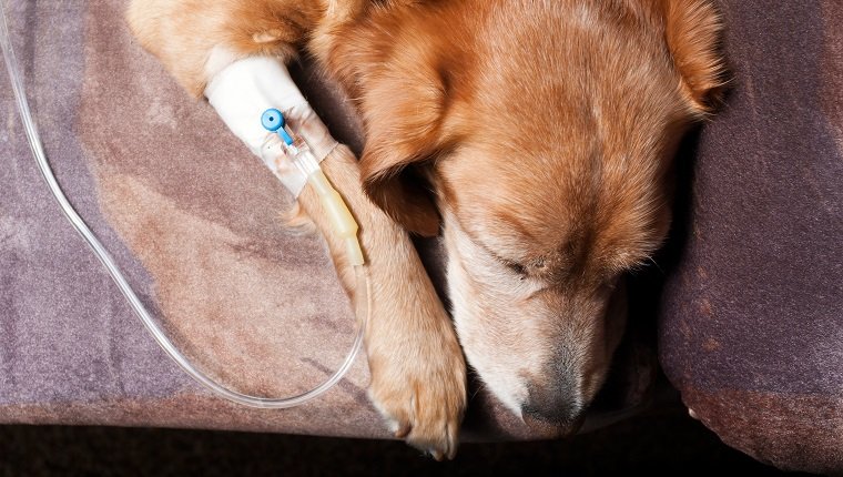 Diabetic Ketoacidosis In Dogs: Symptoms, Causes, & Treatments - DogTime
