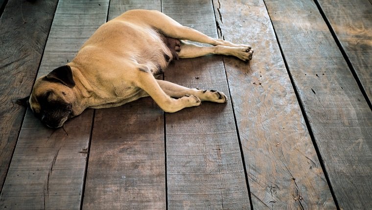Diabetic Ketoacidosis In Dogs: Symptoms, Causes, & Treatments - DogTime