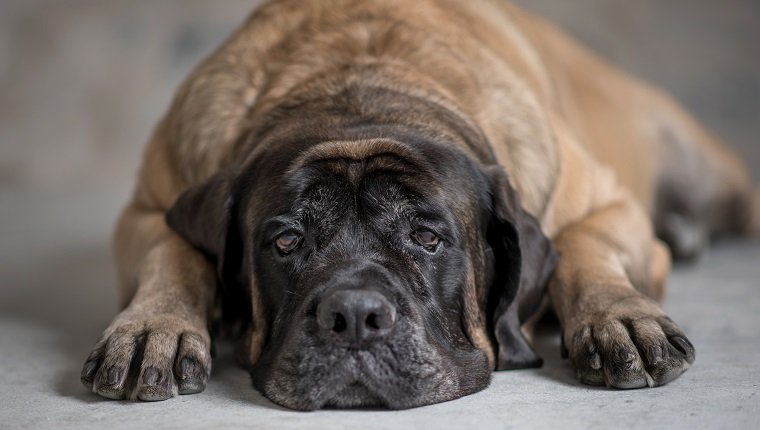 Diabetic Ketoacidosis In Dogs: Symptoms, Causes, & Treatments - DogTime