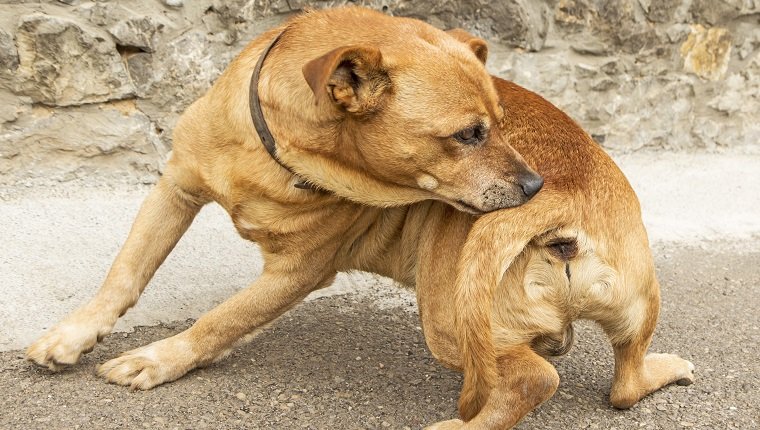 Eczema In Dogs: Symptoms, Causes, & Treatments - DogTime