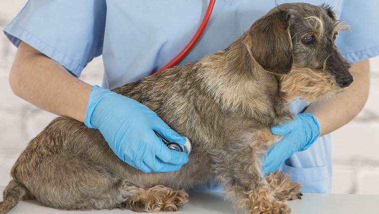 Endocarditis In Dogs: Symptoms, Causes, & Treatments - DogTime