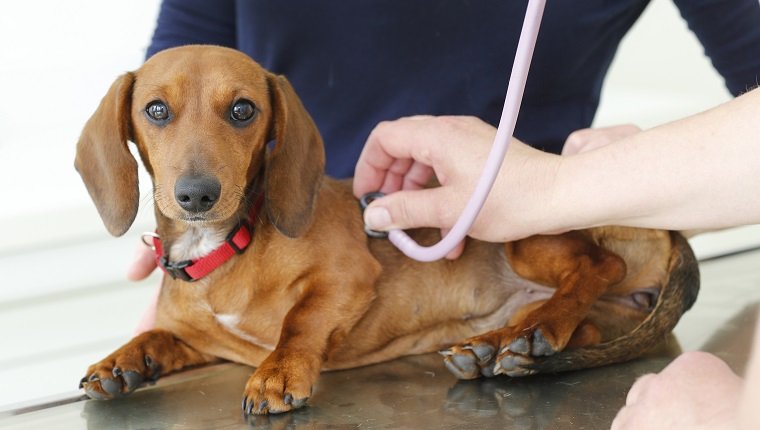 Endocarditis In Dogs: Symptoms, Causes, & Treatments - DogTime