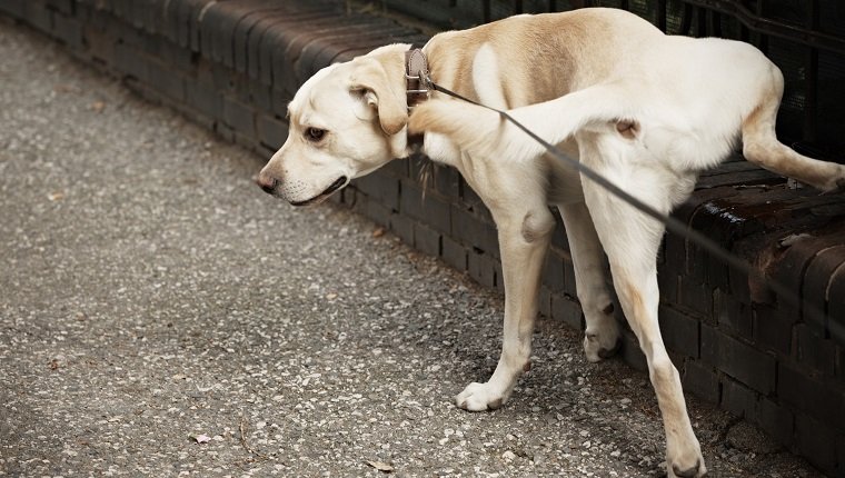 Hydronephrosis In Dogs: Symptoms, Causes, & Treatments - DogTime