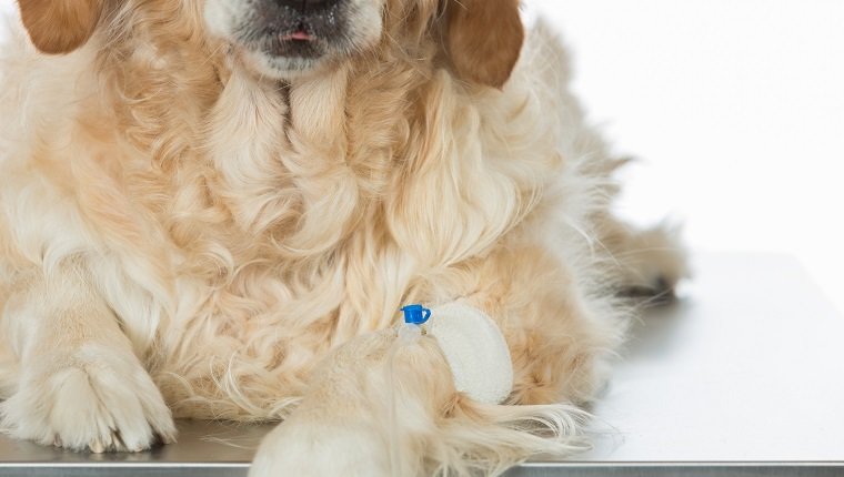 Hydronephrosis In Dogs: Symptoms, Causes, & Treatments - DogTime
