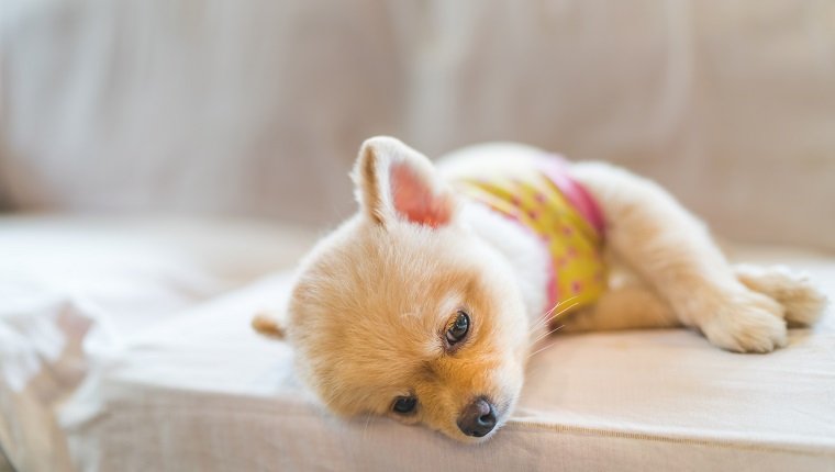 Hyperkalemia In Dogs: Symptoms, Causes, & Treatments - DogTime