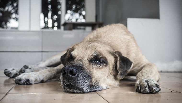 Hyperkalemia In Dogs: Symptoms, Causes, & Treatments - DogTime