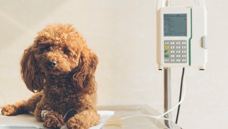 Hyperkalemia In Dogs: Symptoms, Causes, & Treatments - DogTime