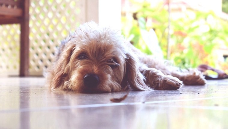 Hypokalemia In Dogs: Symptoms, Causes, & Treatments - DogTime