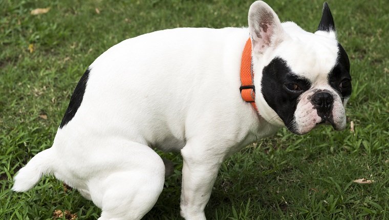 Inflammatory Bowel Disease (IBD) In Dogs: Symptoms, Causes ...