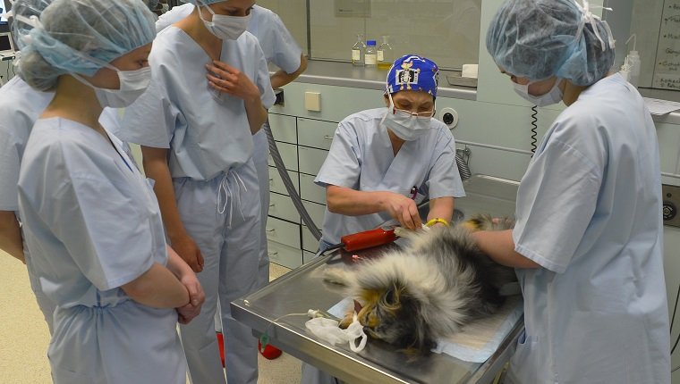 Intussusception In Dogs: Symptoms, Causes, & Treatments - DogTime