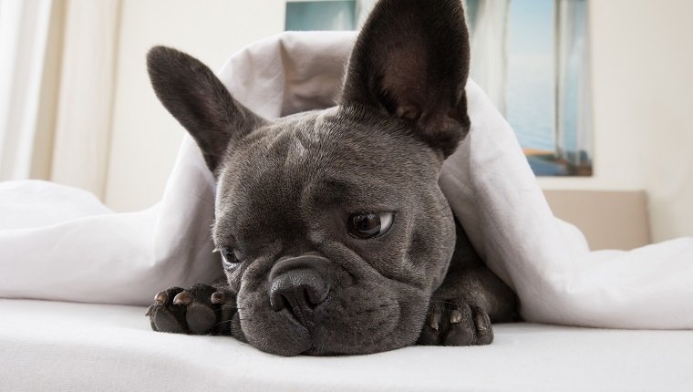 Intussusception In Dogs: Symptoms, Causes, & Treatments - DogTime