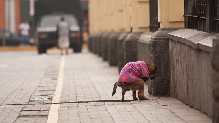 Intussusception In Dogs: Symptoms, Causes, & Treatments - DogTime