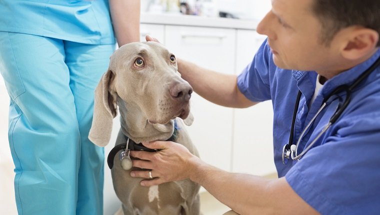 Pericarditis In Dogs: Symptoms, Causes, & Treatments - DogTime