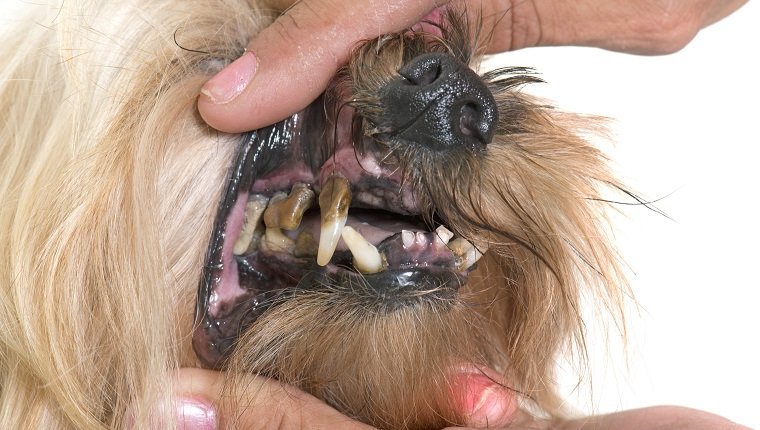 Periodontal Disease In Dogs: Symptoms, Causes, & Treatments - DogTime
