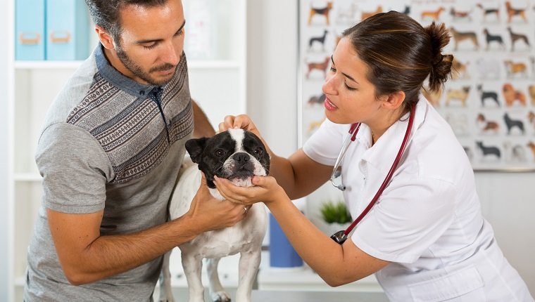 Phenobarbital For Dogs: Uses, Dosage, & Side Effects - DogTime