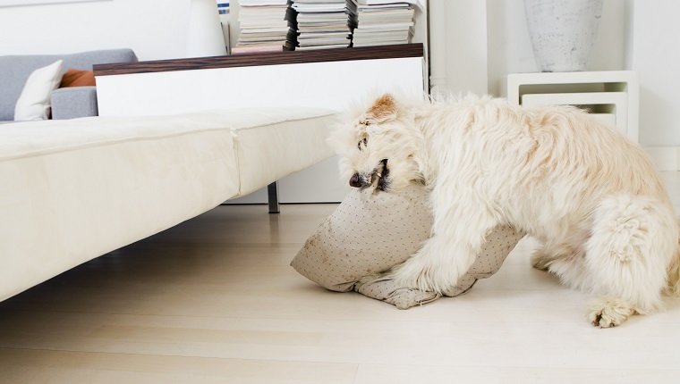 Pica in Dogs: Symptoms, Causes, & Treatments - DogTime