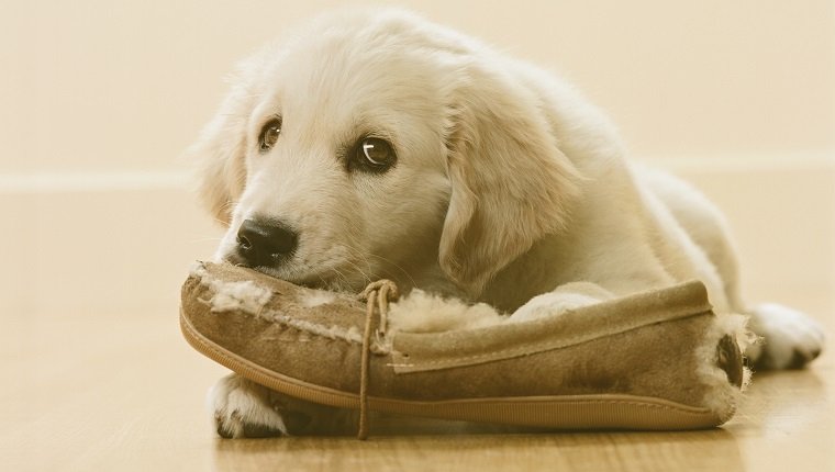 Pica In Dogs: Symptoms, Causes, & Treatments - DogTime