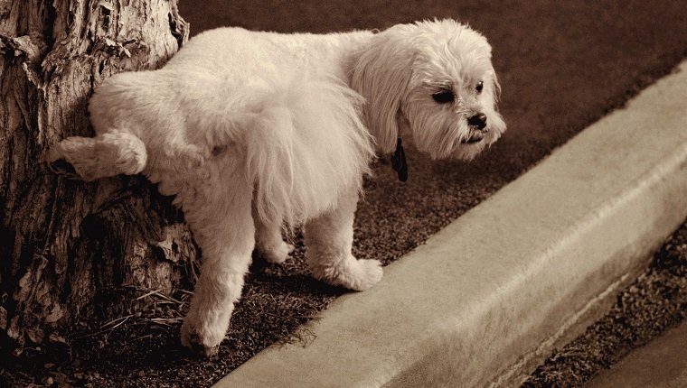 Excess Protein In Dogs' Urine: Symptoms, Causes, & Treatments - DogTime