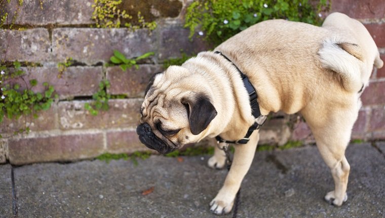 Excess Protein In Dogs' Urine: Symptoms, Causes, & Treatments - DogTime