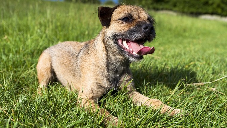 Pulmonary Edema (Fluid In Lungs) In Dogs: Symptoms, Causes ...