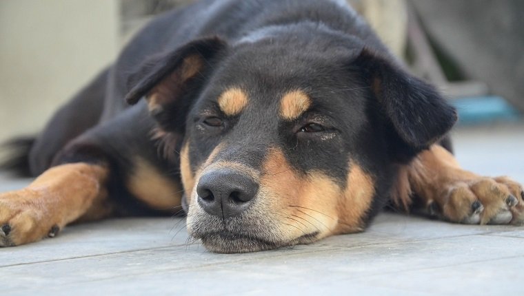 Pulmonary Fibrosis In Dogs: Symptoms, Causes, & Treatments - DogTime