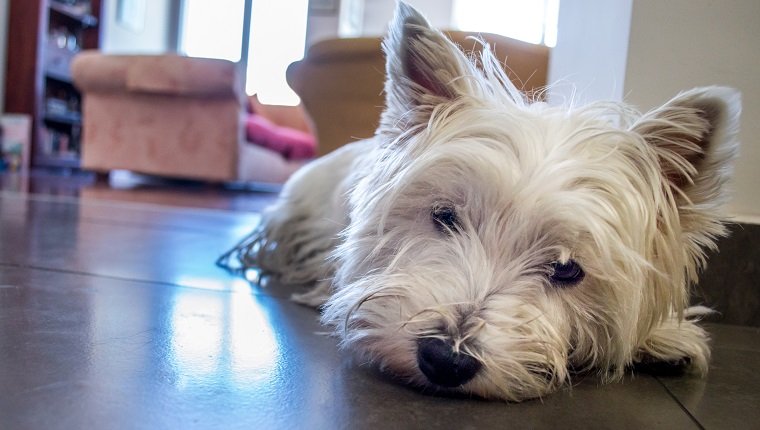 Pulmonary Fibrosis In Dogs: Symptoms, Causes, & Treatments - DogTime