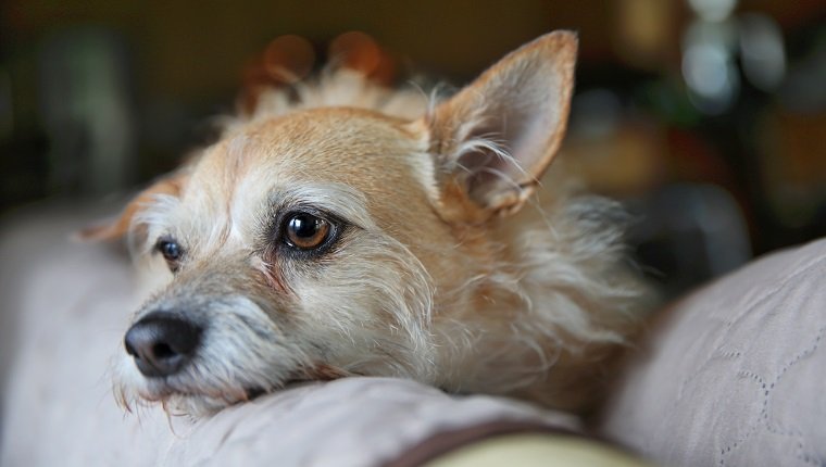 Pulmonary Fibrosis In Dogs: Symptoms, Causes, & Treatments - DogTime