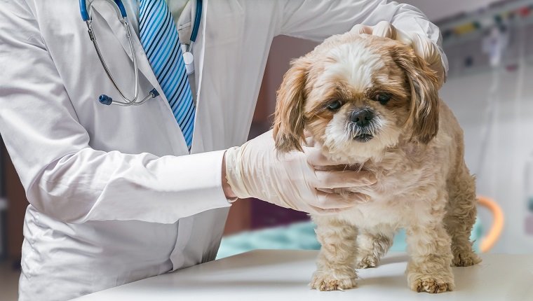 Pyloric Stenosis In Dogs: Symptoms, Causes, & Treatments - DogTime