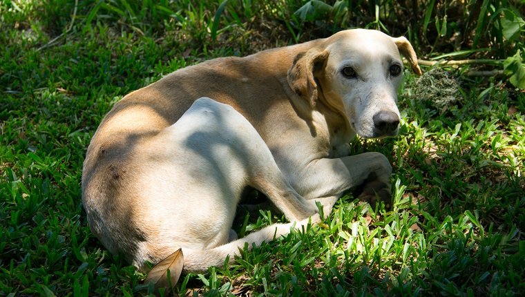 Rimadyl For Dogs: Uses, Dosage, & Side Effects - DogTime