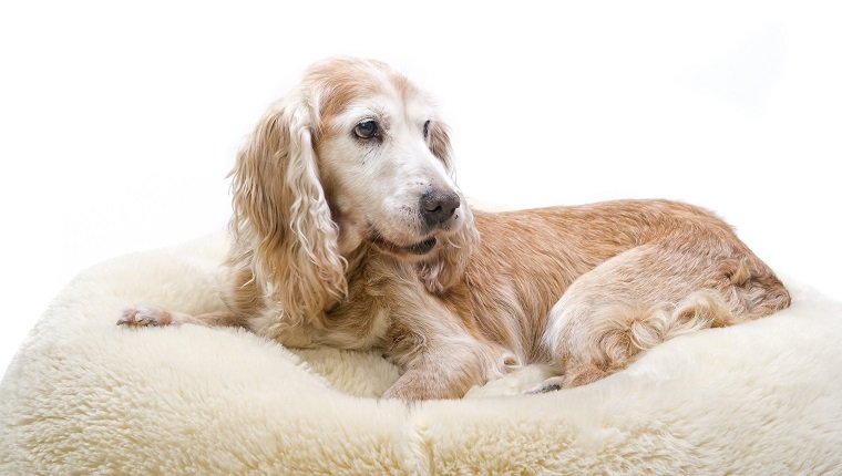 Rimadyl For Dogs: Uses, Dosage, & Side Effects - DogTime