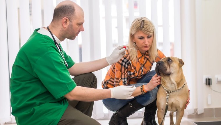 MRSA Infection In Dogs: Symptoms, Causes, & Treatments - DogTime