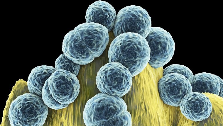 MRSA Infection In Dogs: Symptoms, Causes, & Treatments - DogTime