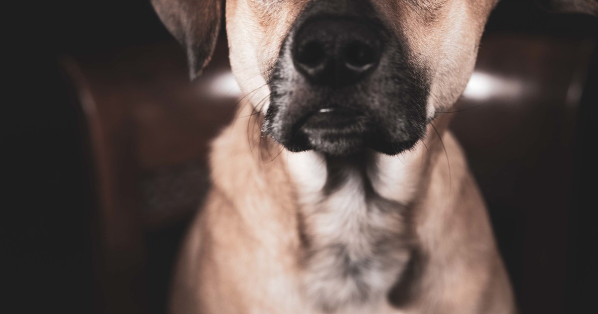 Black Mouth Cur Dog Breed Information