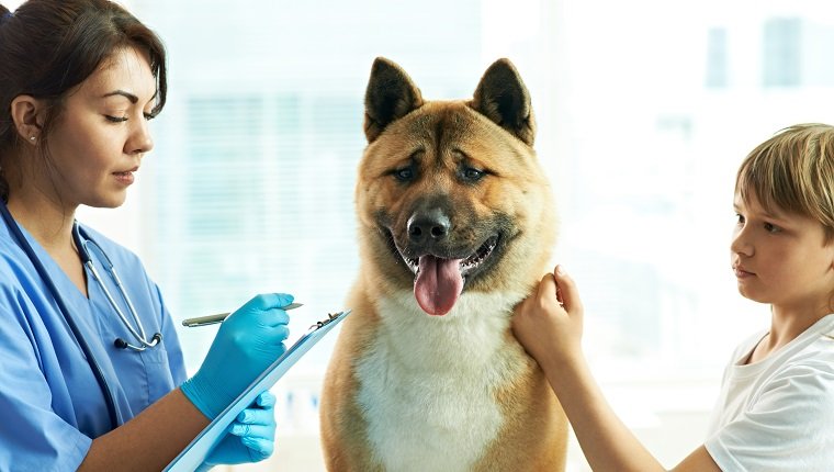 Azathioprine For Dogs: Uses, Dosage, & Side Effects - DogTime