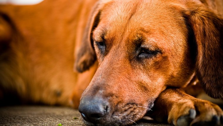 Azathioprine For Dogs: Uses, Dosage, & Side Effects - DogTime